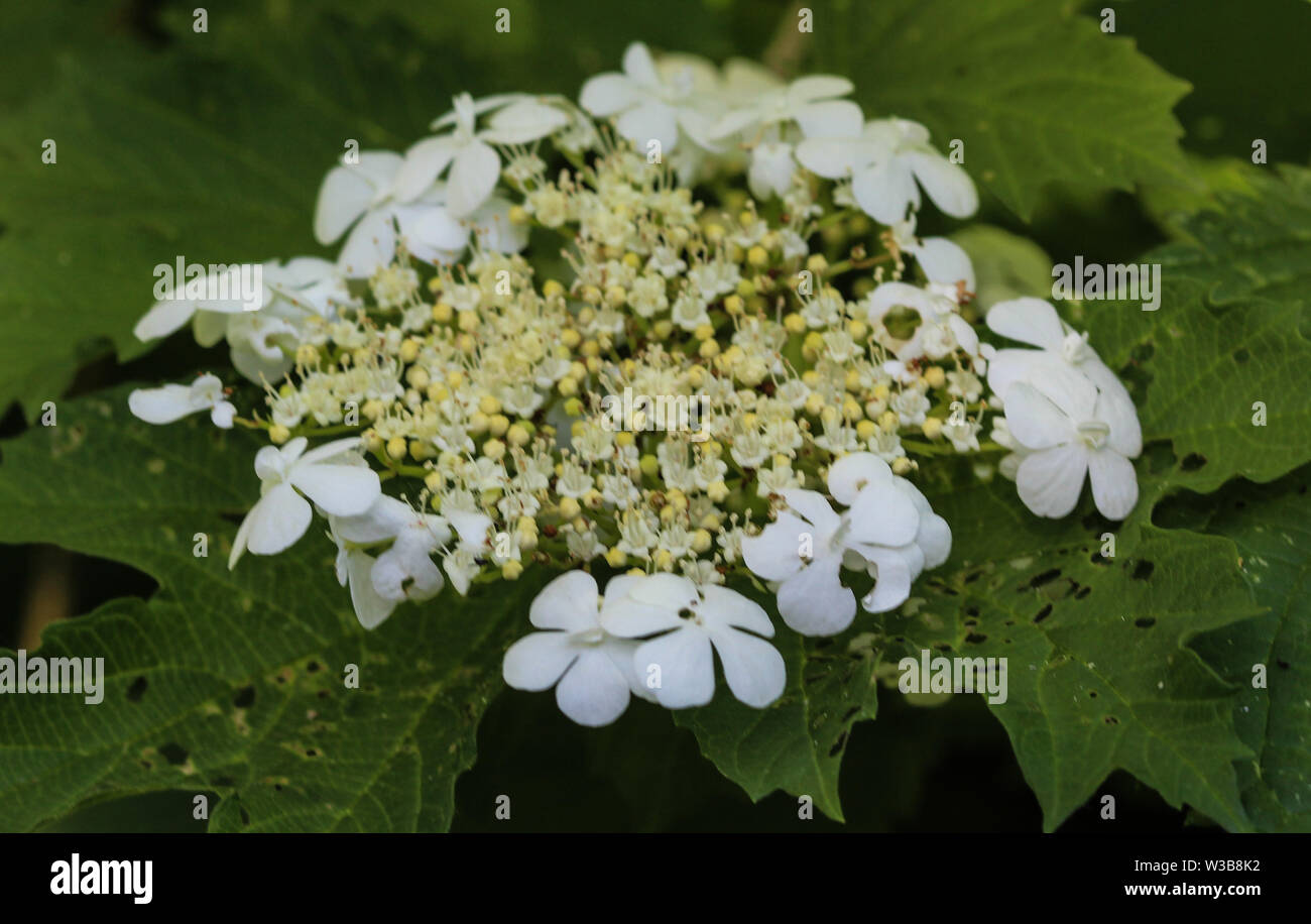 Guelder Rose Drawing High Resolution Stock Photography and Images - Alamy