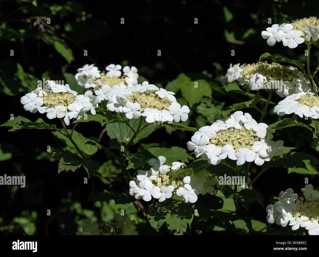 Guelder Rose Drawing High Resolution Stock Photography and Images - Alamy
