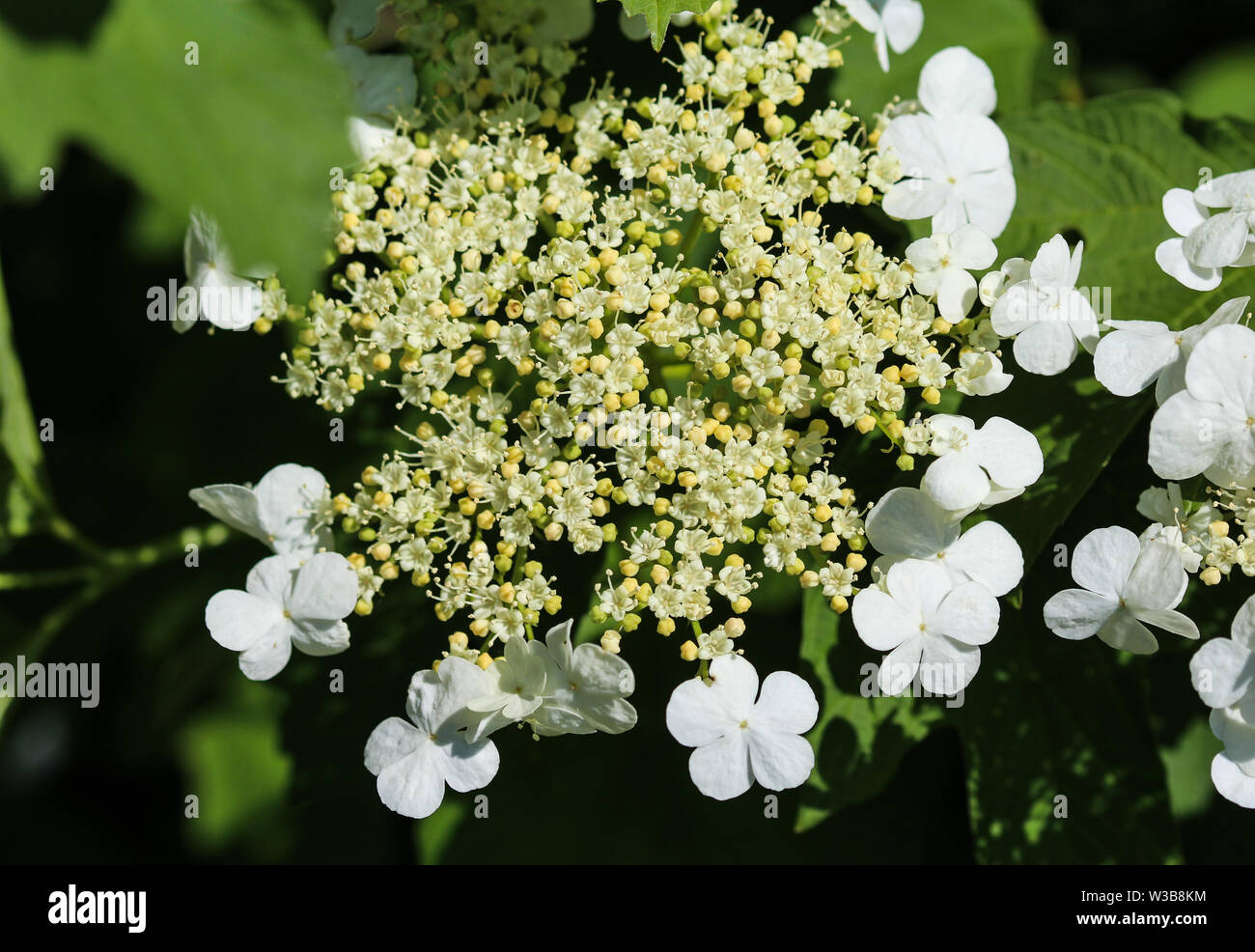 Guelder Rose Drawing High Resolution Stock Photography and Images - Alamy