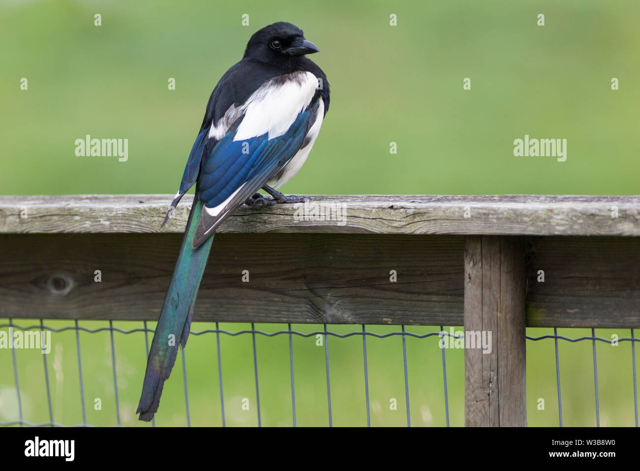 Magpie sitting on a railing Stock Photo - Alamy