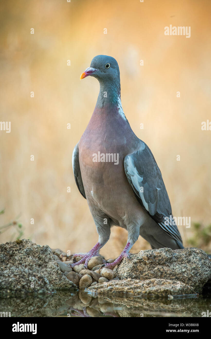 dove columba palumbus Stock Photo - Alamy