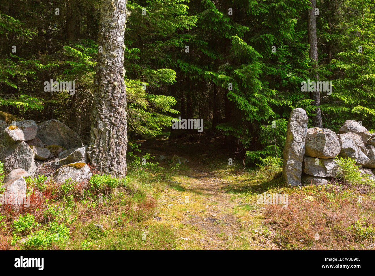 Path leading into the forest Stock Photo - Alamy