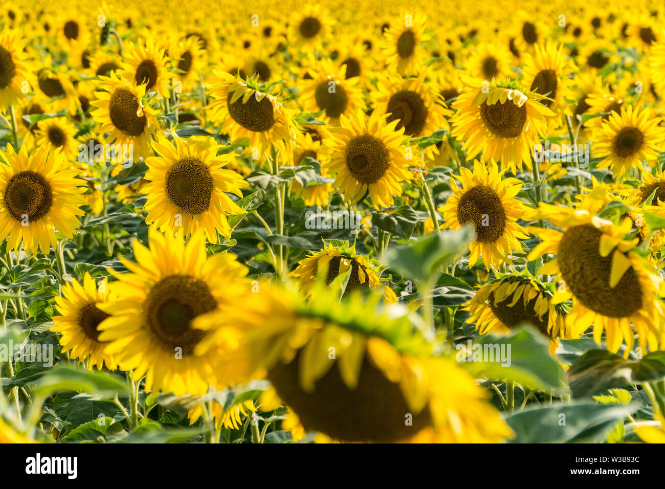 Best sunflower hi-res stock photography and images - Alamy
