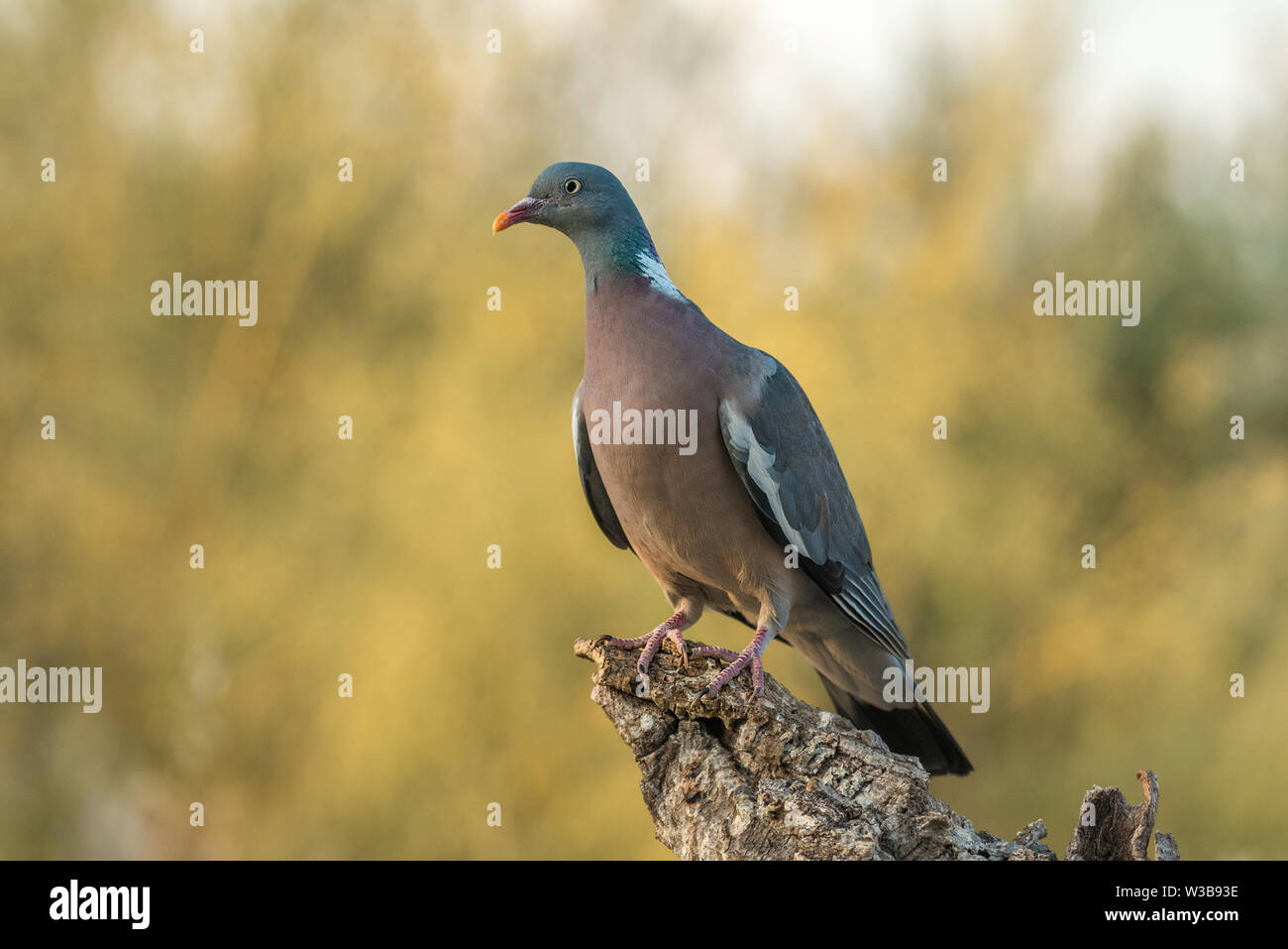 dove columba palumbus Stock Photo - Alamy