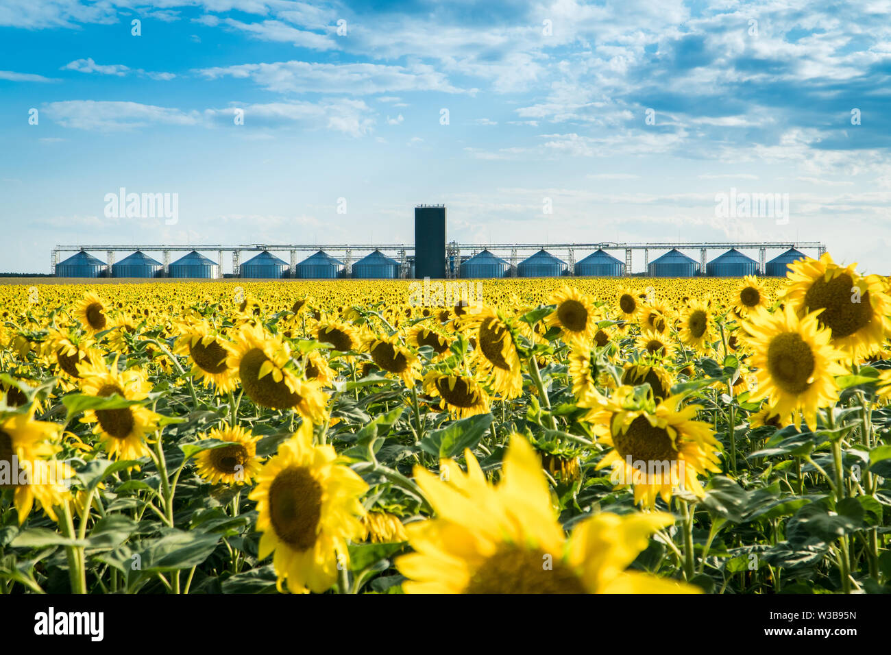 Blossoming sunflower field with a crop storing elevator on a background ...