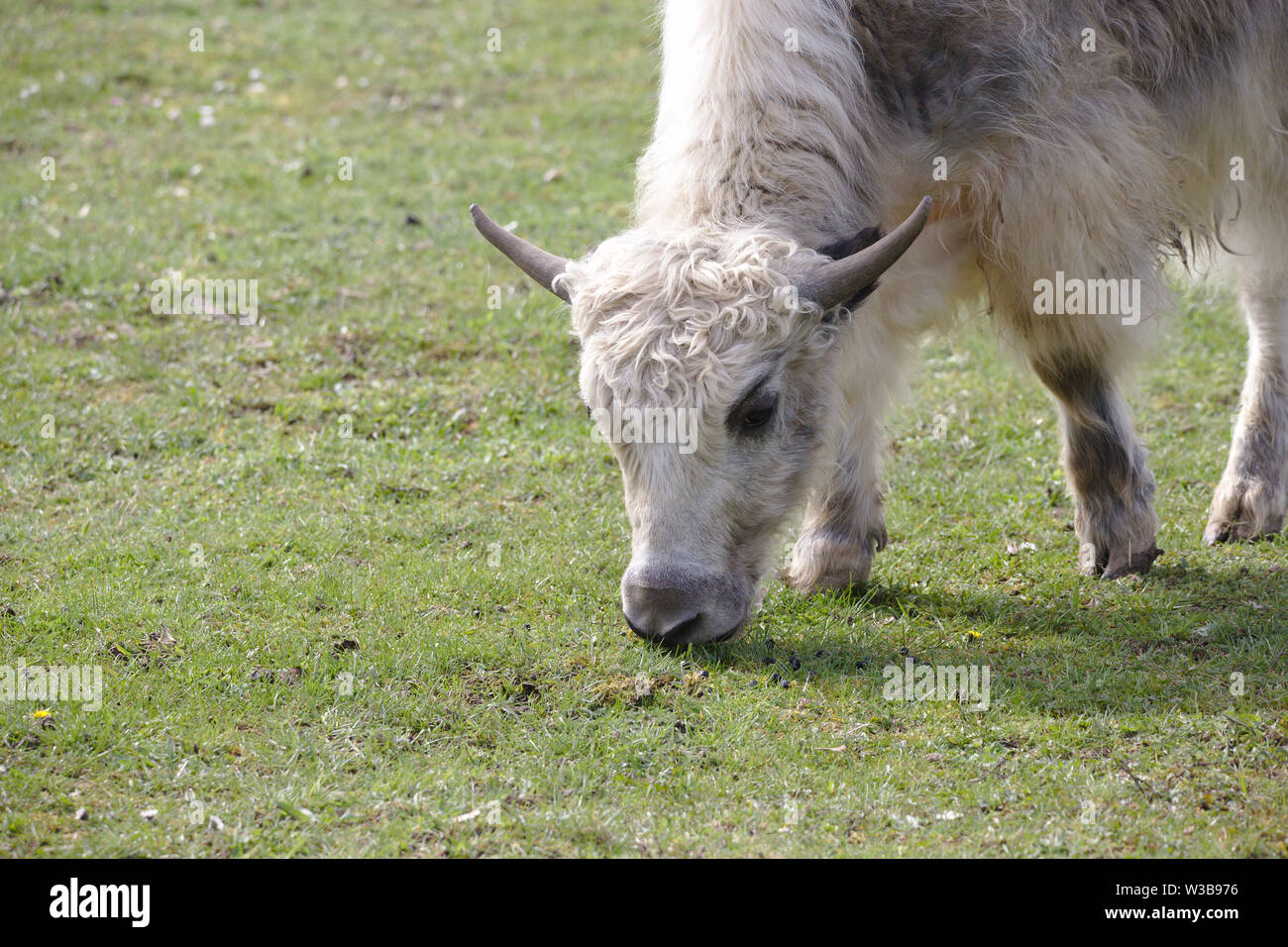 A young domestic yak grazing Stock Photo - Alamy