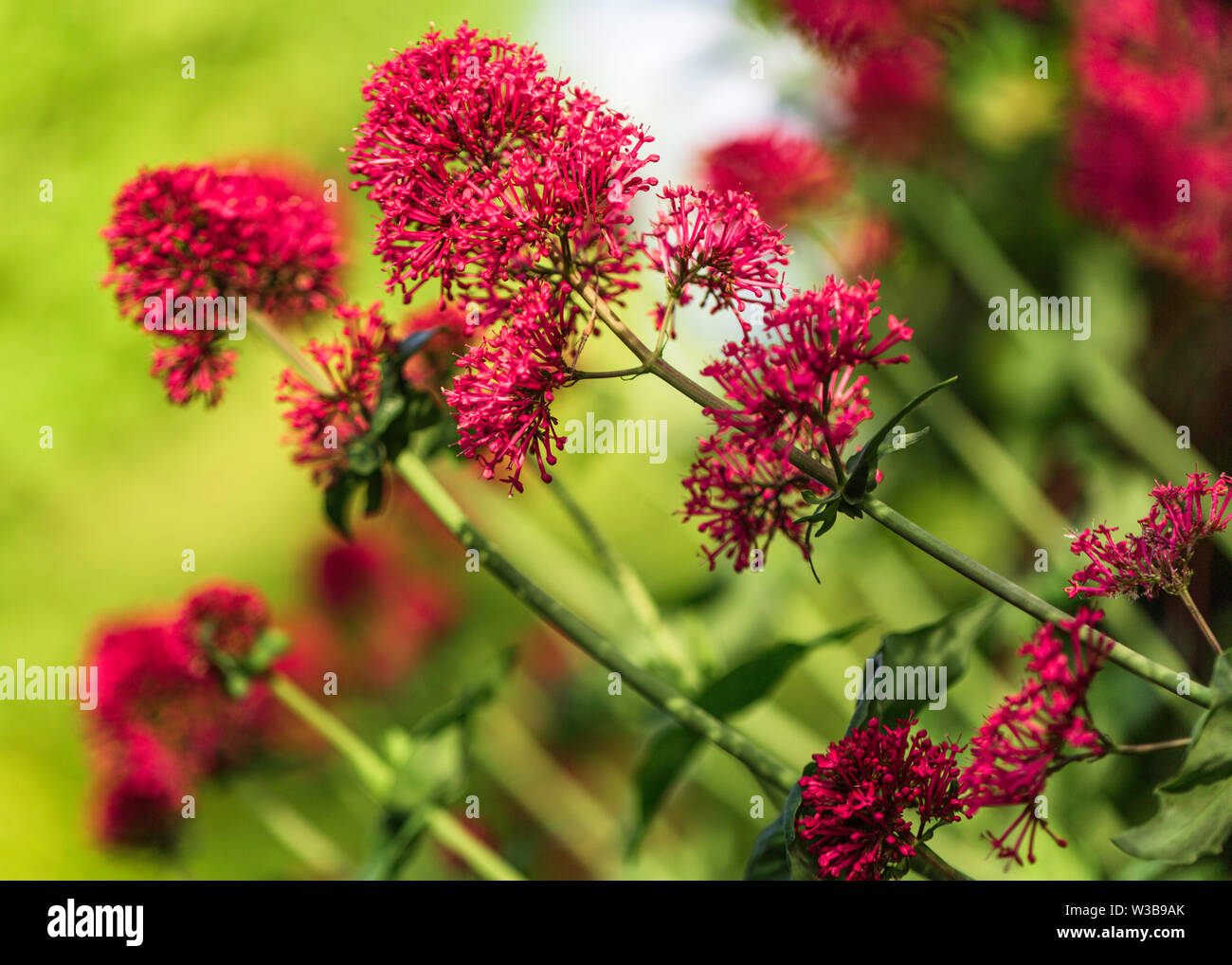 Abstract macro photography. Red and Green Stock Photo - Alamy