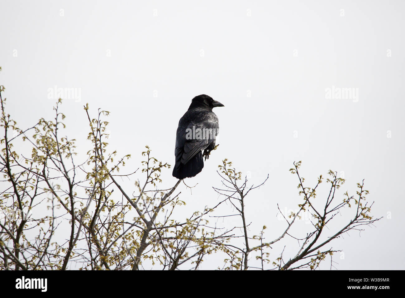 Raven tree hi-res stock photography and images - Alamy