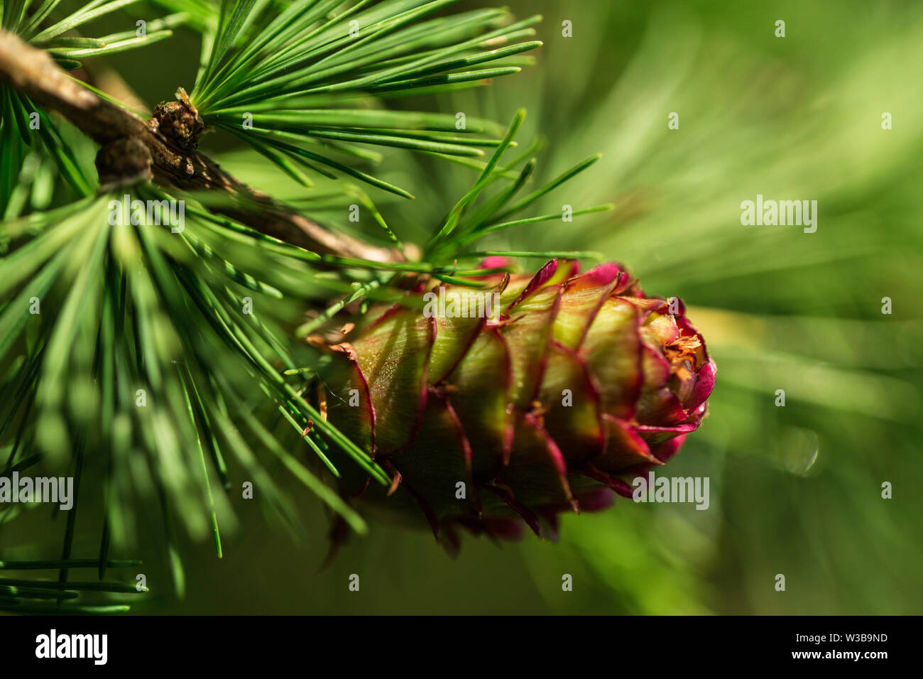 Cone tree hi-res stock photography and images - Alamy
