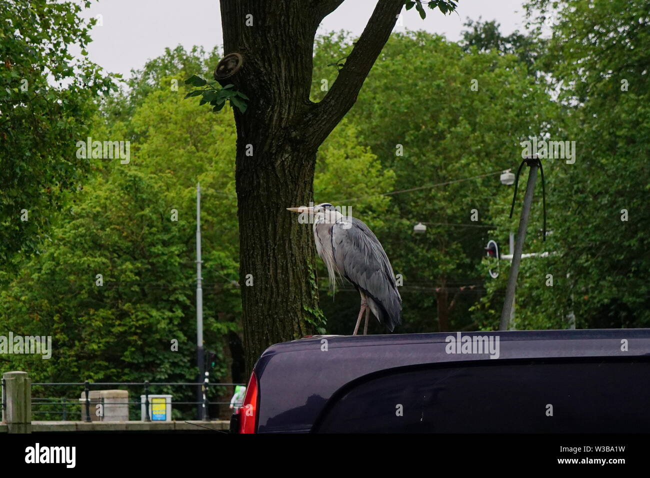 White stork on car in hi-res stock photography and images - Alamy