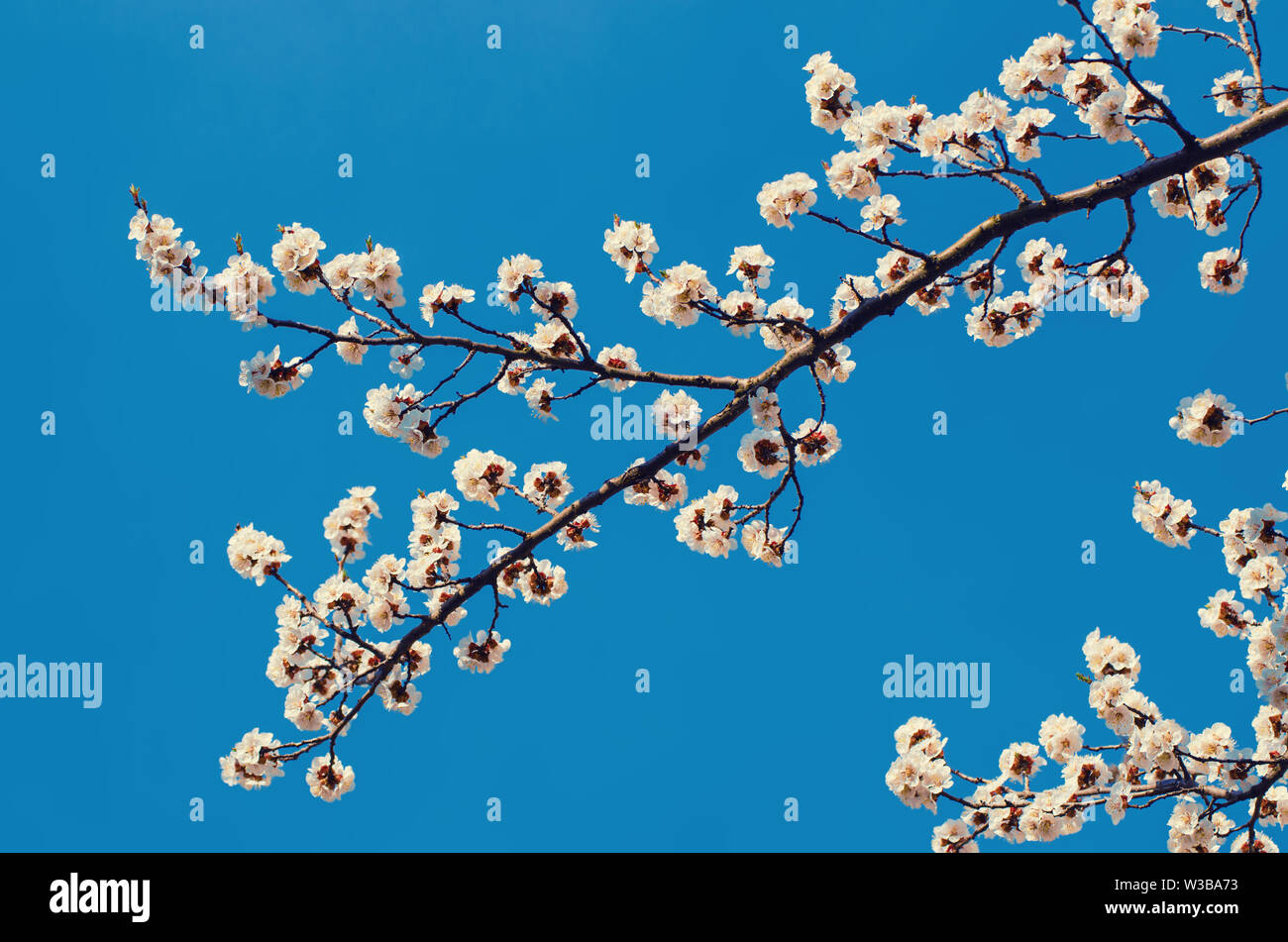 Apricot tree flower Stock Photo - Alamy