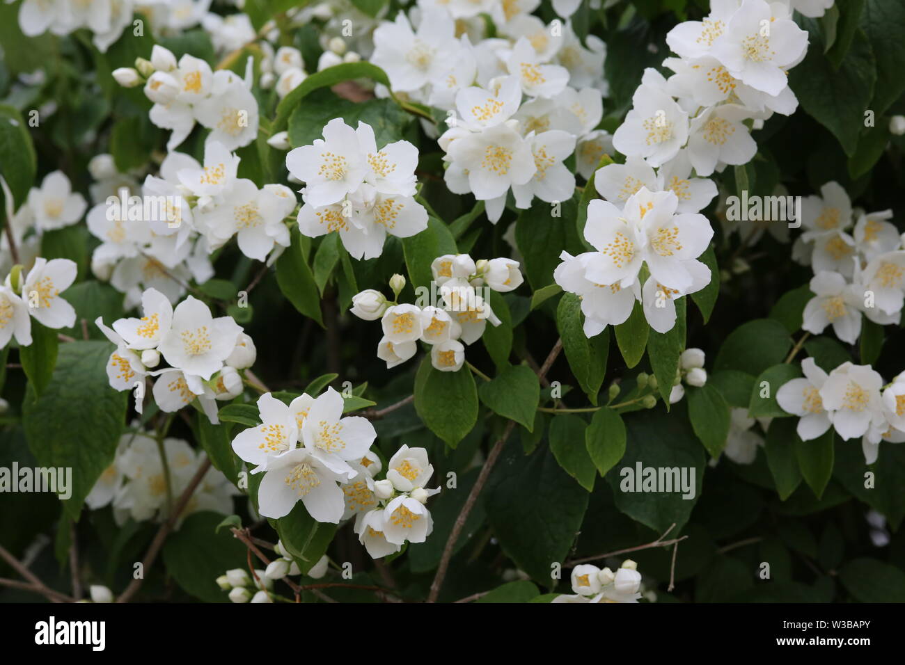 Philadelphus mock orange Stock Photo - Alamy