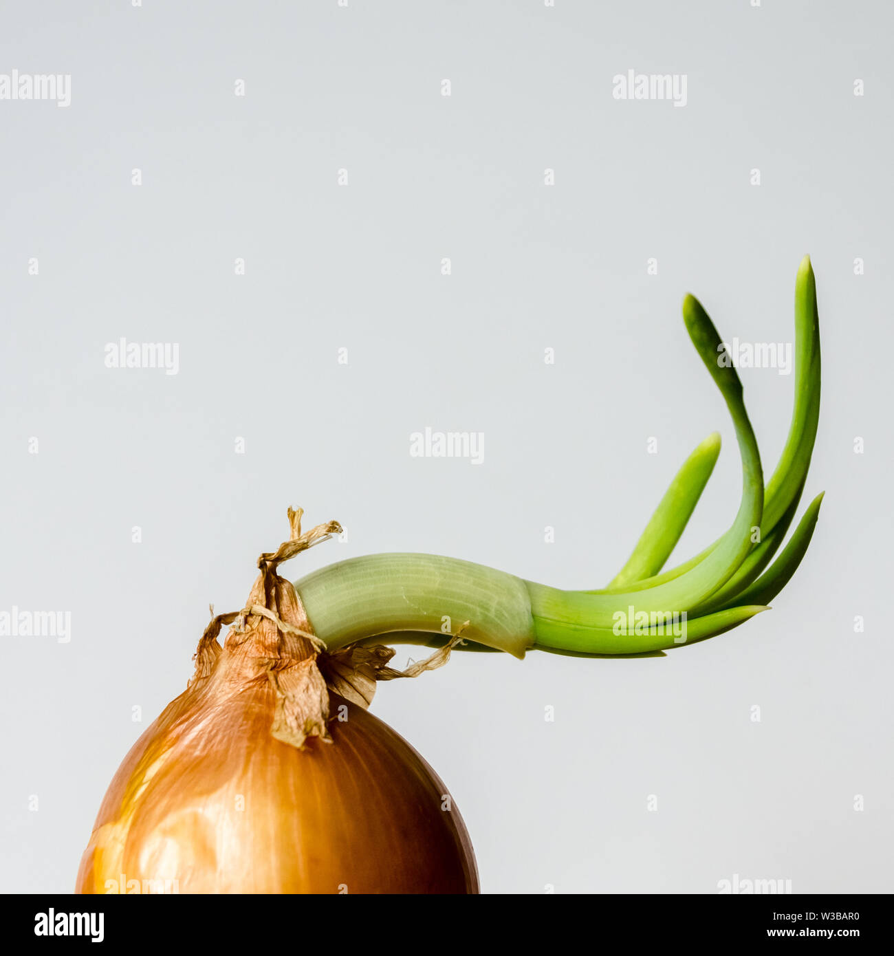 Allium cepa, Close-up of a sprouting onion against a light background ...