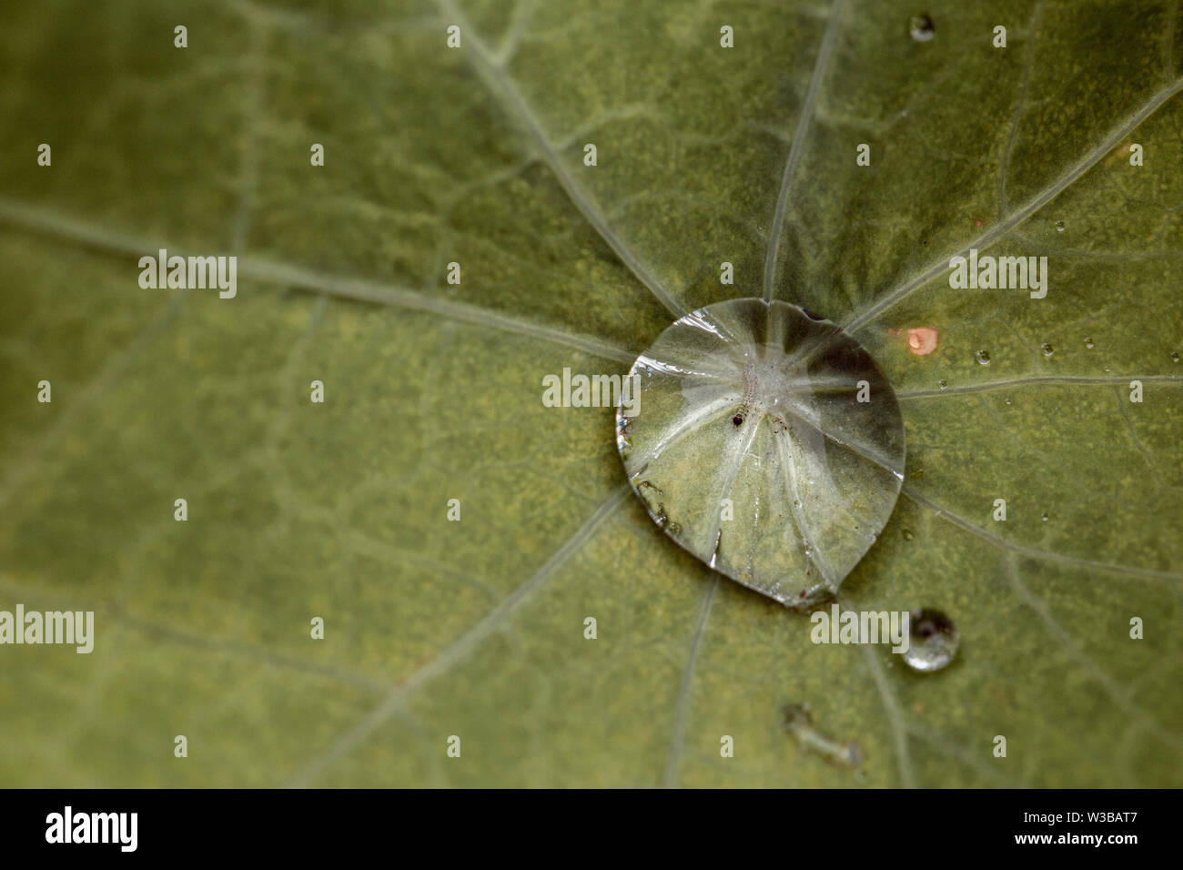 Leave close up detail hi-res stock photography and images - Alamy