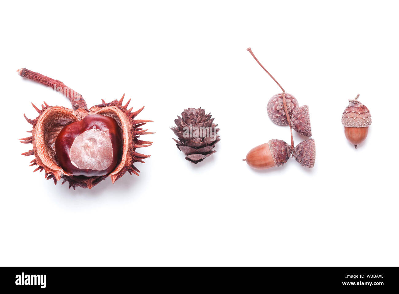 Chestnut, pine cones, acorns on a white background in a row. Creative ...