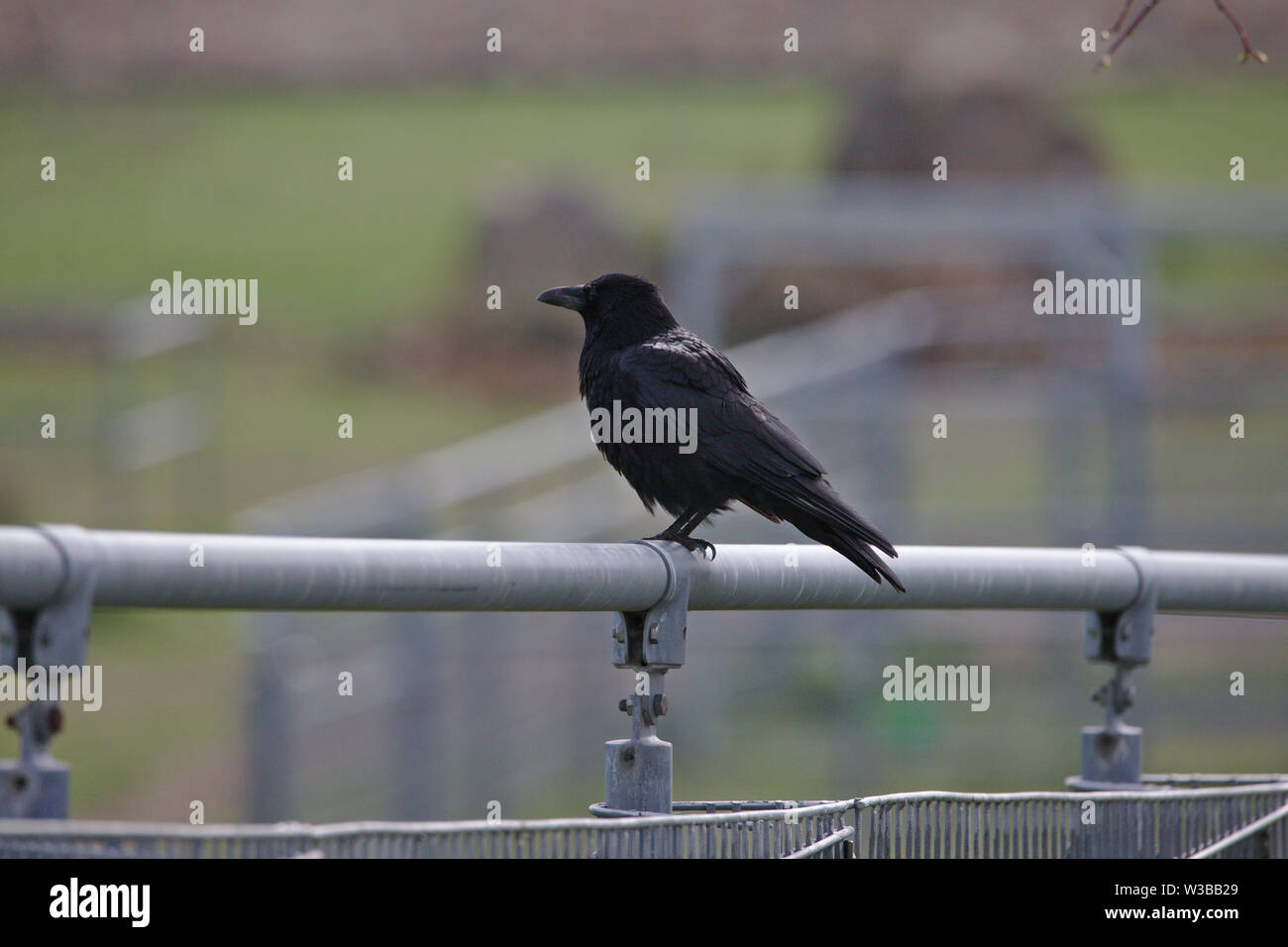 Raven fence hi-res stock photography and images - Alamy