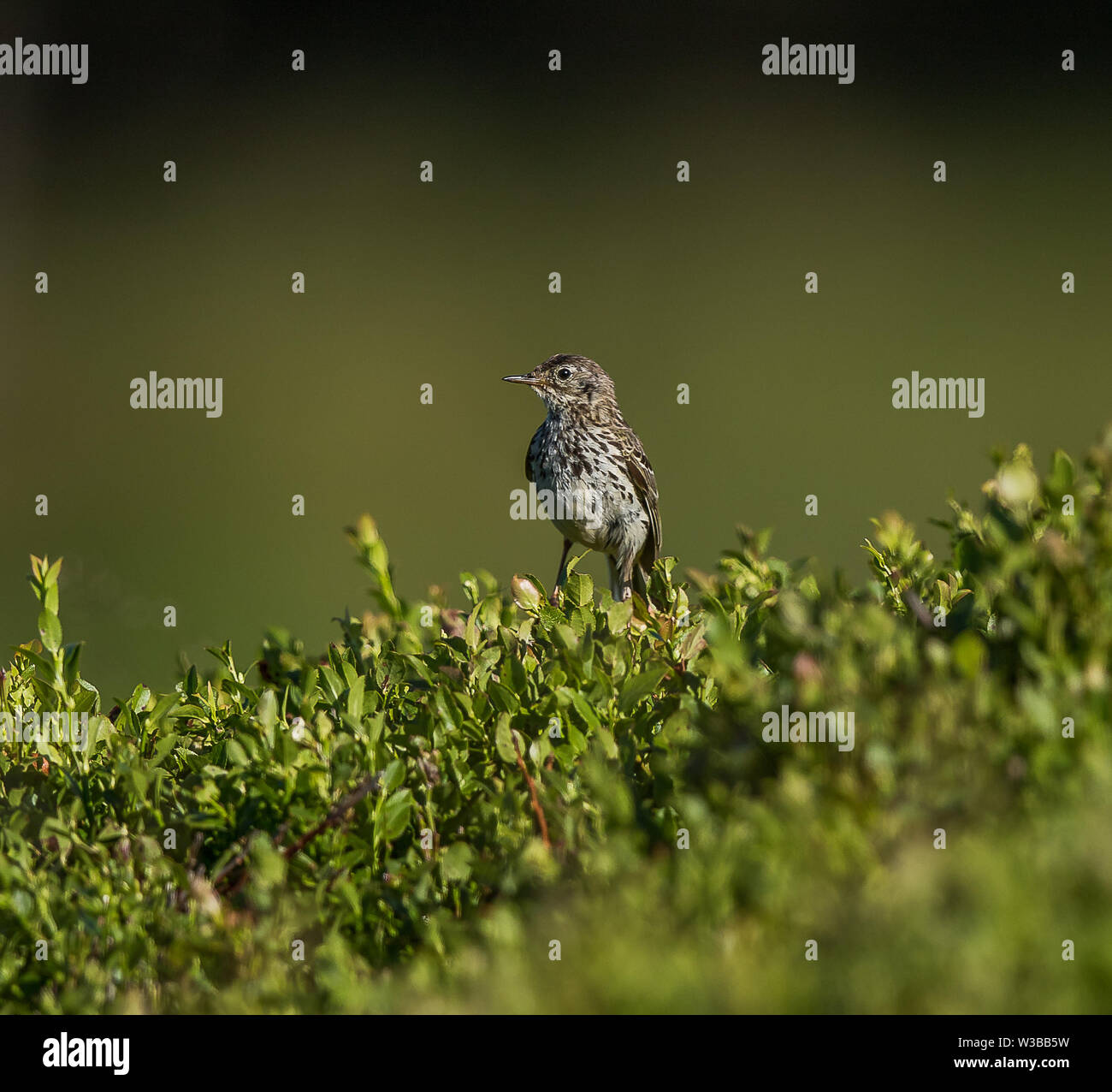 Meadow pipit perched on fern hi-res stock photography and images - Alamy
