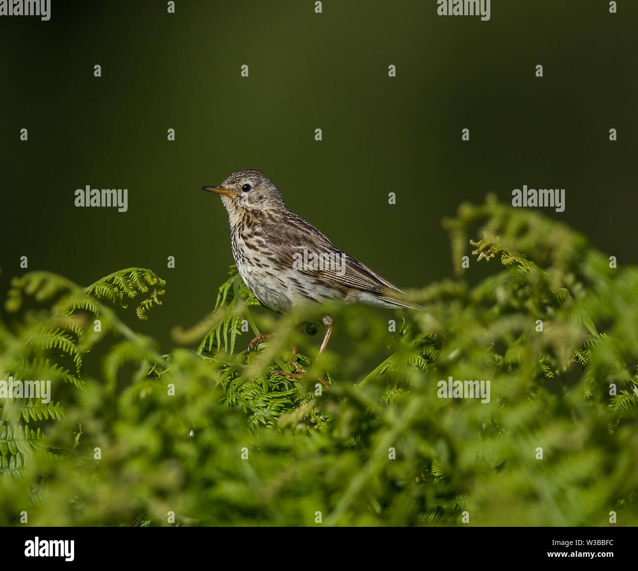 Meadow pipit perched on fern hi-res stock photography and images - Alamy