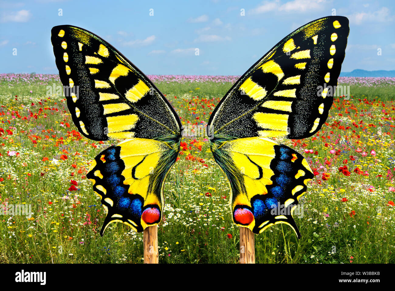Wildflower fields hi-res stock photography and images - Alamy