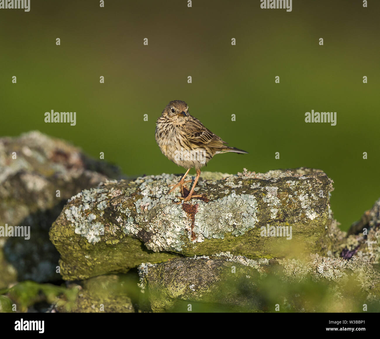 Golden Pipit High Resolution Stock Photography and Images - Alamy