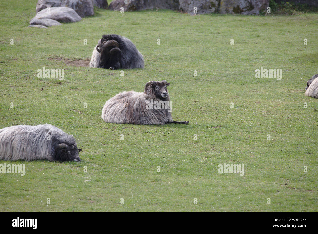 Sheep lamb lying on grass hi-res stock photography and images - Alamy
