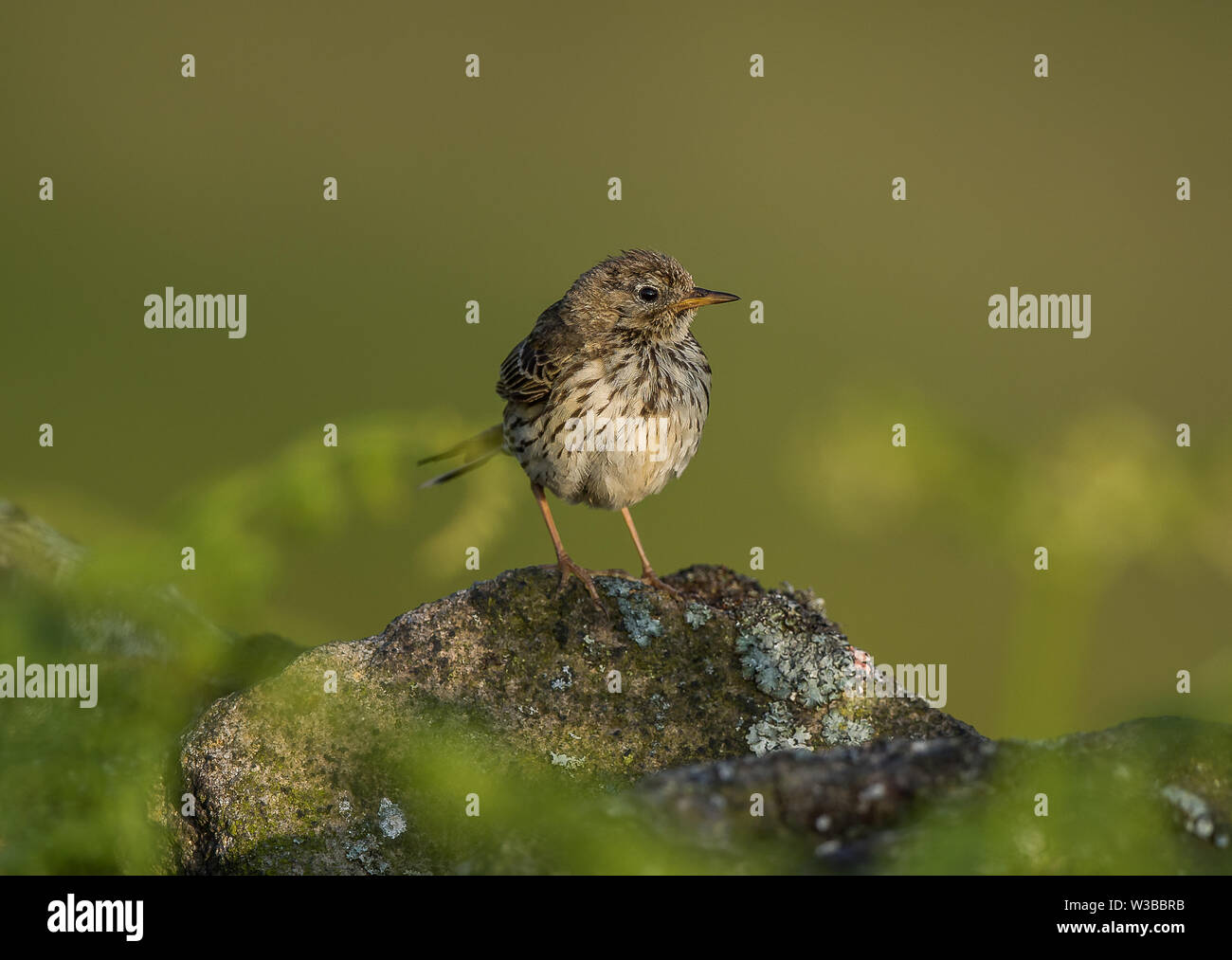 Meadow pipit perched on a fern hi-res stock photography and images - Alamy
