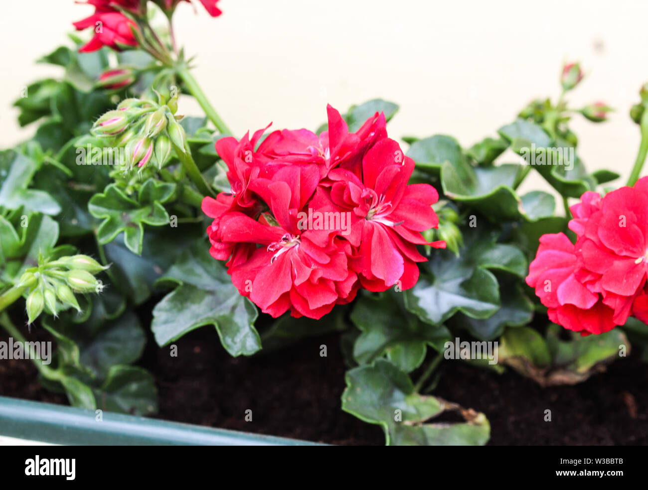 Pelargonium X Hortorum High Resolution Stock Photography and Images - Alamy
