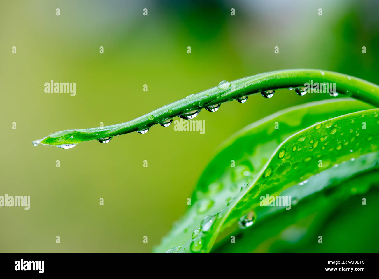 plant and tree in the garden. Leaves background and natural wallpaper ...