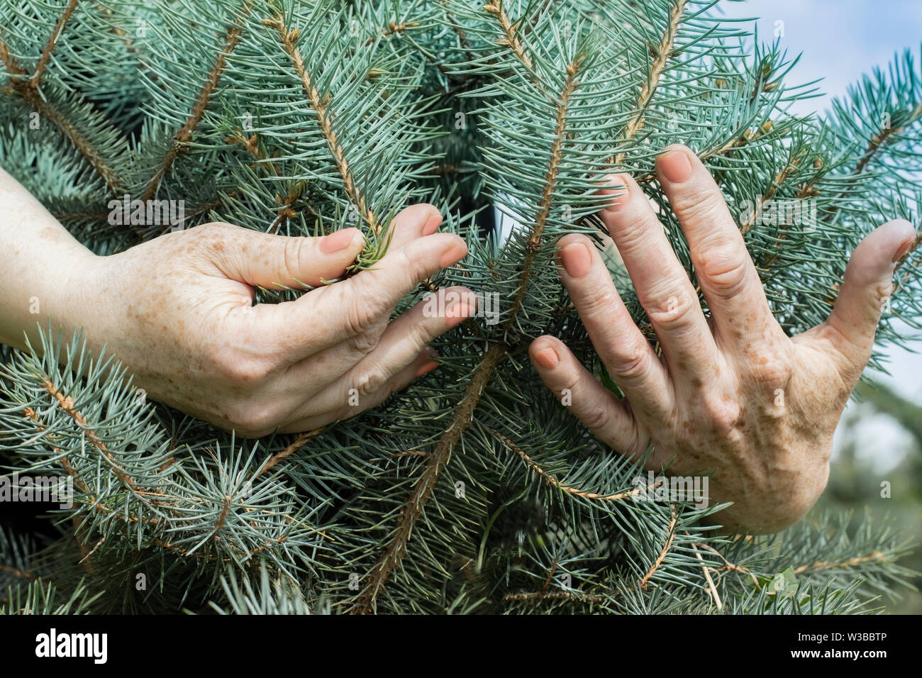 An elderly man is holding a small young blue Christmas tree in his busy ...