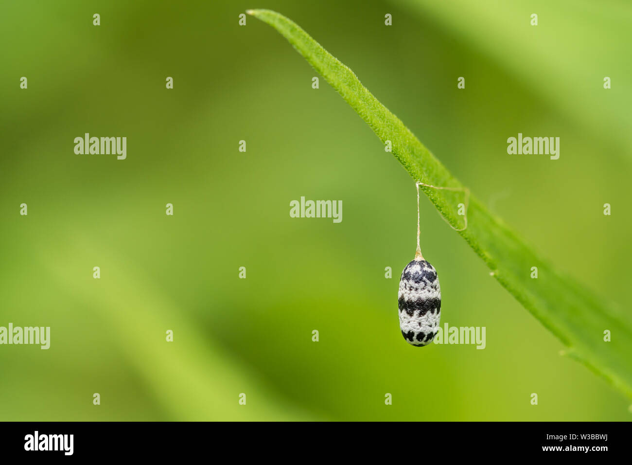 Ichneumon Wasp Pupa (Charops annulipes Stock Photo - Alamy