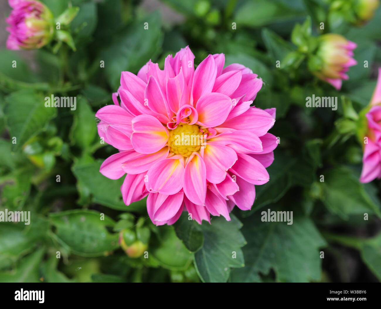 Close up of pink dahlia (Dahlia pinnata) in garden Stock Photo - Alamy