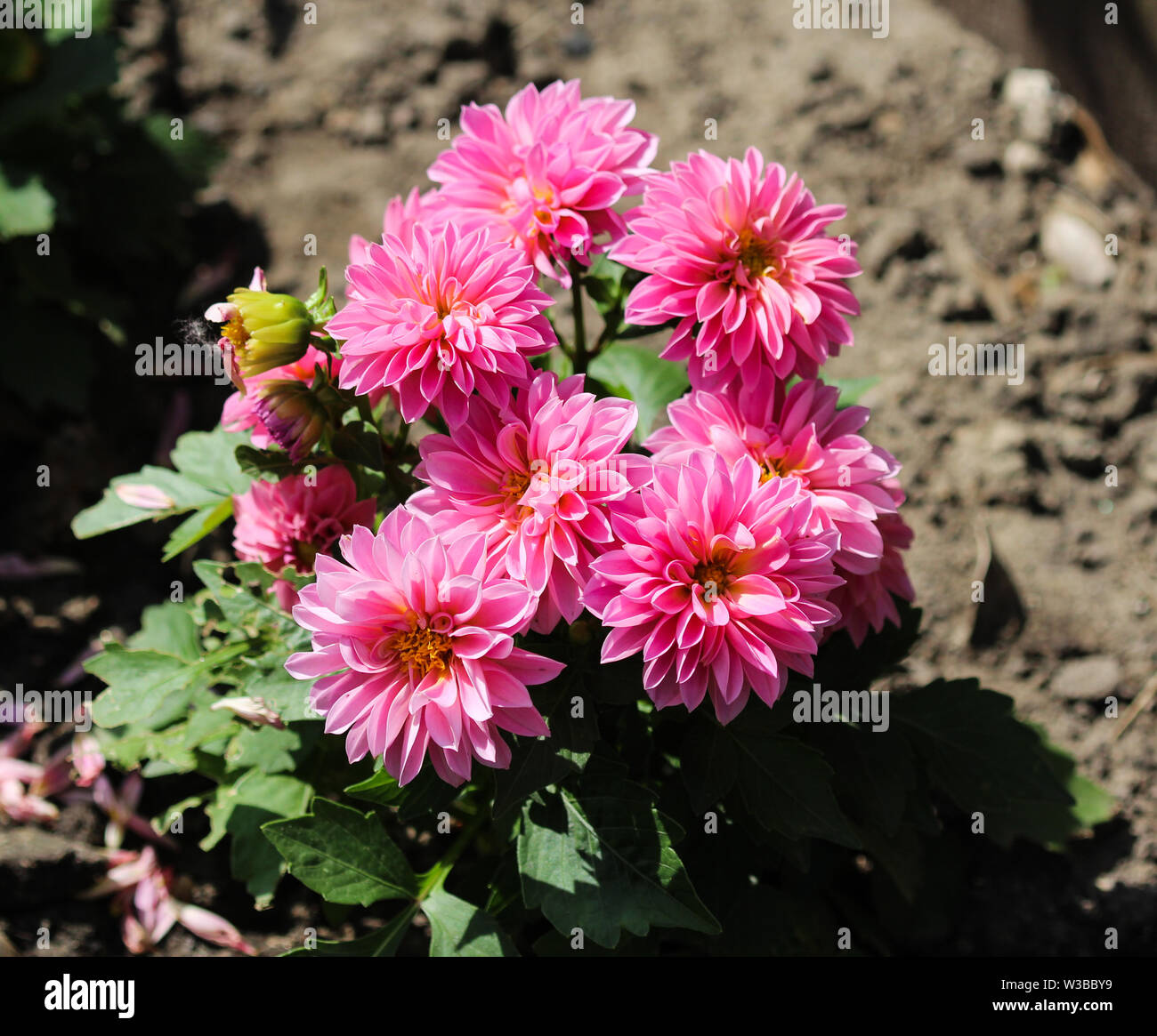 Dahlia pinnata flower hi-res stock photography and images - Alamy