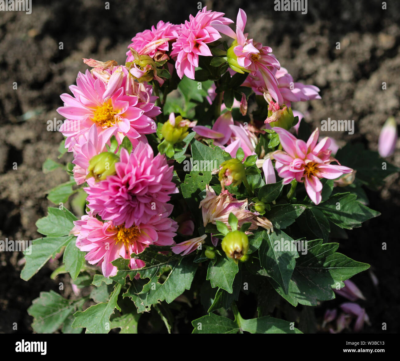 Dahlia pinnata hi-res stock photography and images - Alamy