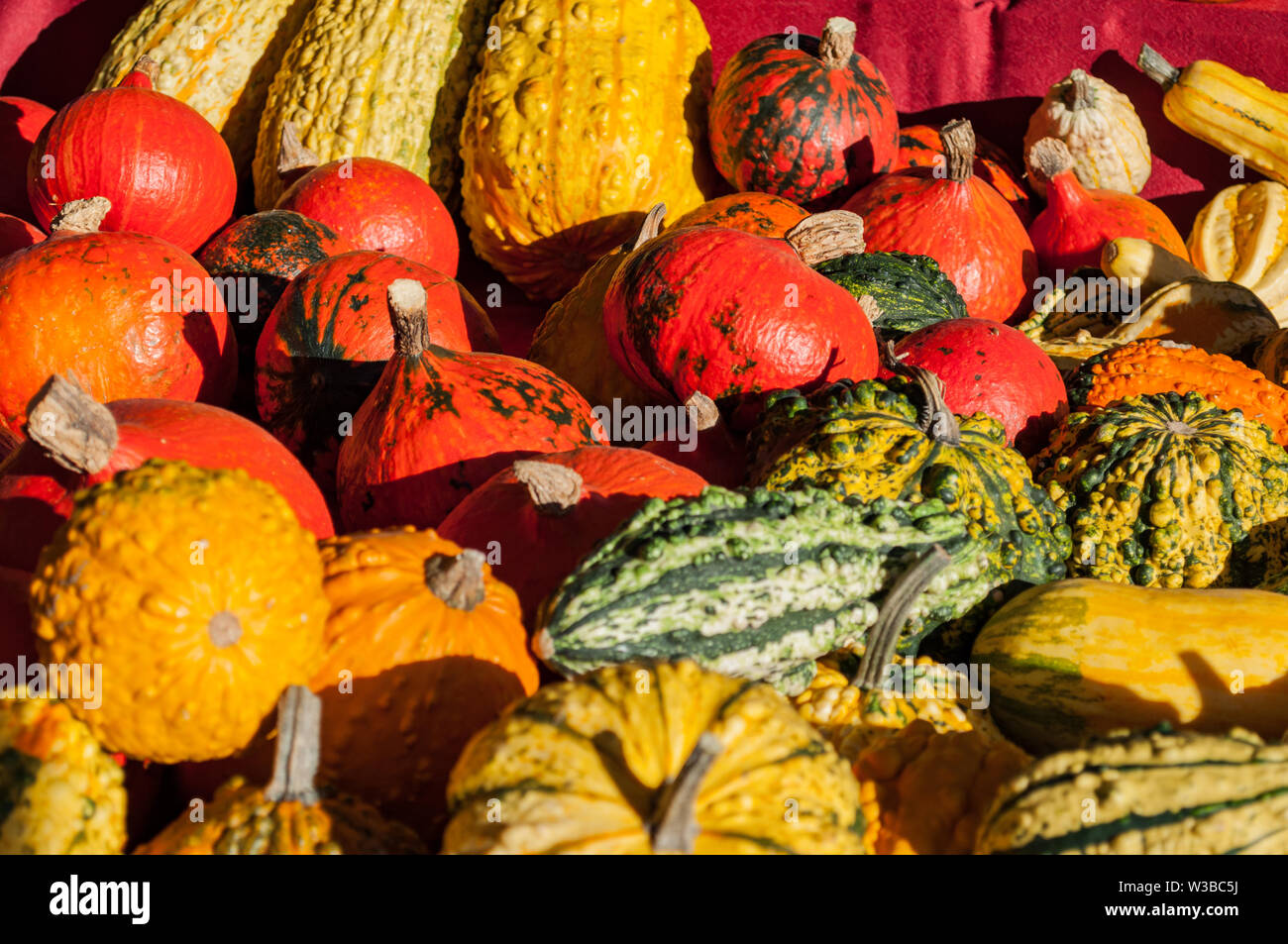 Spectacular pumpkin colors on pumpkin festival Stock Photo - Alamy