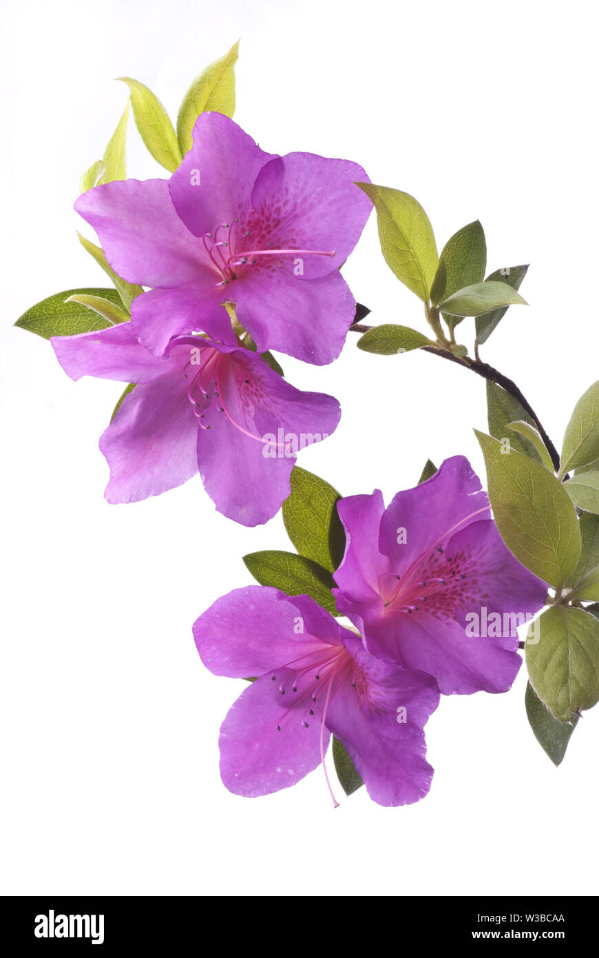 beautiful flowery azalea plant of violet color isolated from the white ...