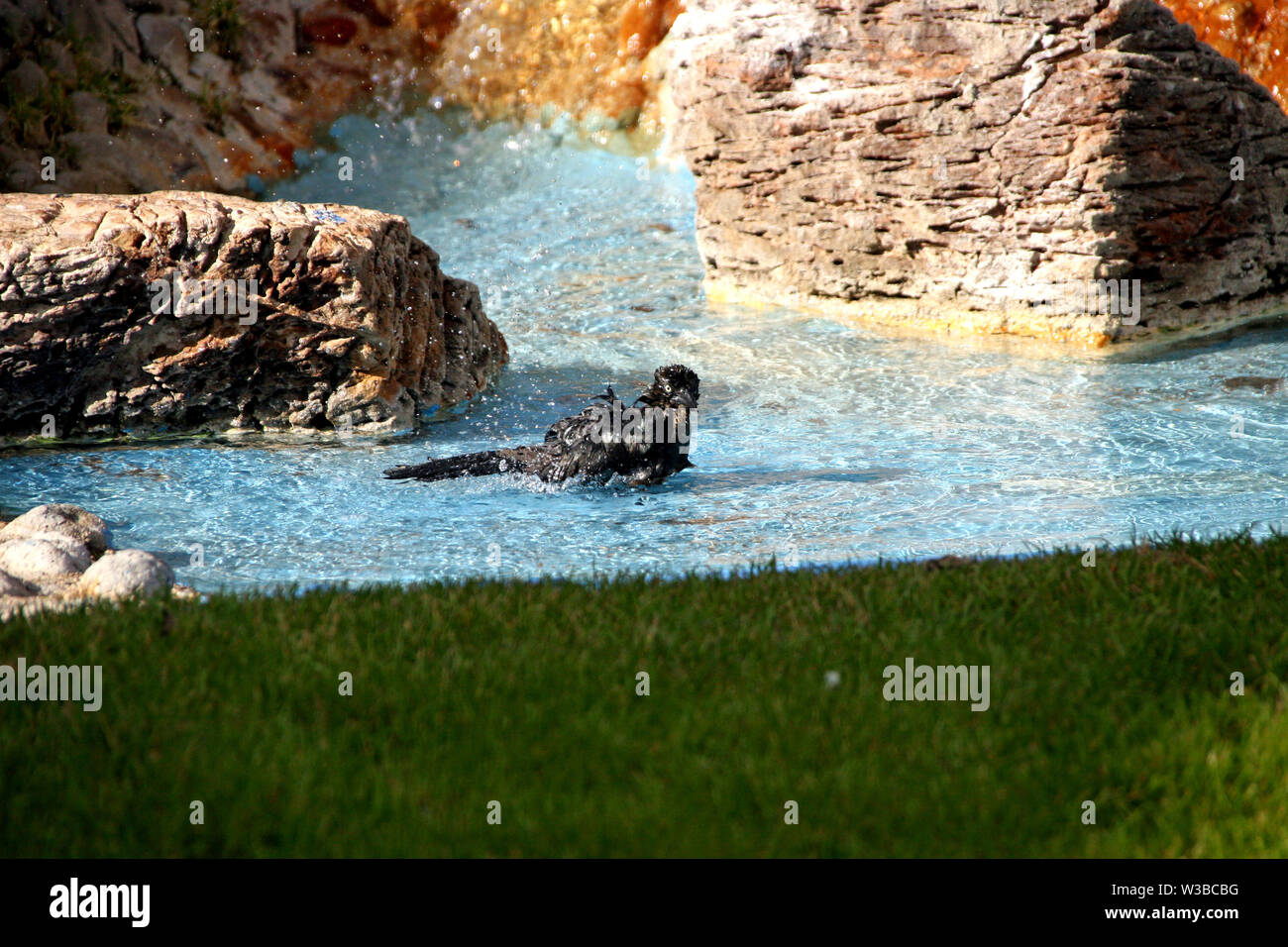 Raven bathing splashing in water Stock Photo - Alamy