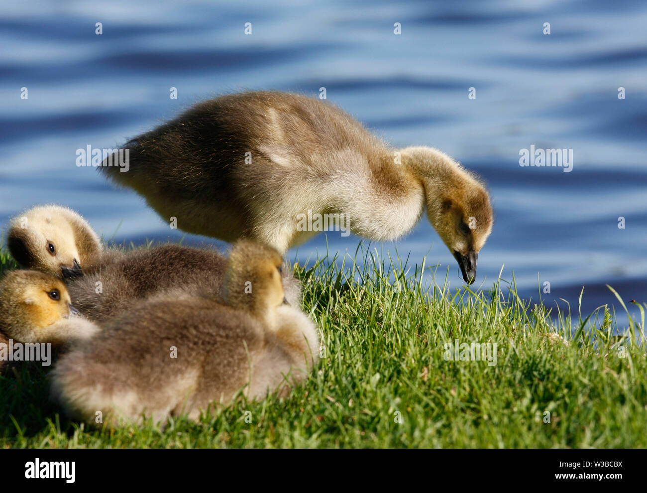 Baby geese hi-res stock photography and images - Alamy