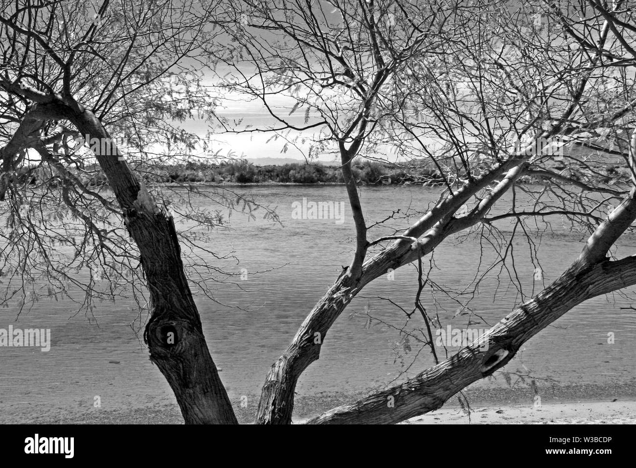 Hanging tree limbs hi-res stock photography and images - Alamy