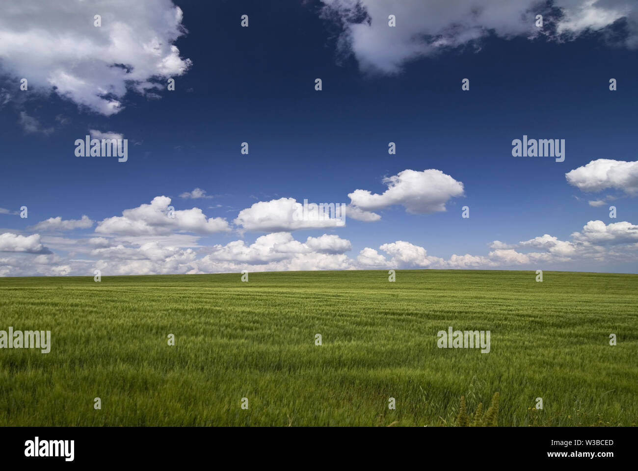 concept of ecological environment with green lawn, a blue sky and white ...