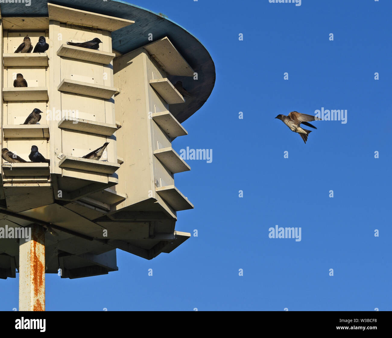 Fly to Home Stock Photo - Alamy