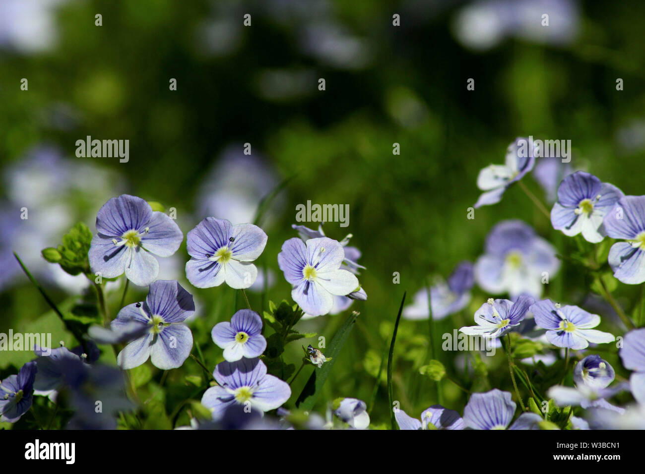 Creeping threadstalk speedwell hi-res stock photography and images - Alamy
