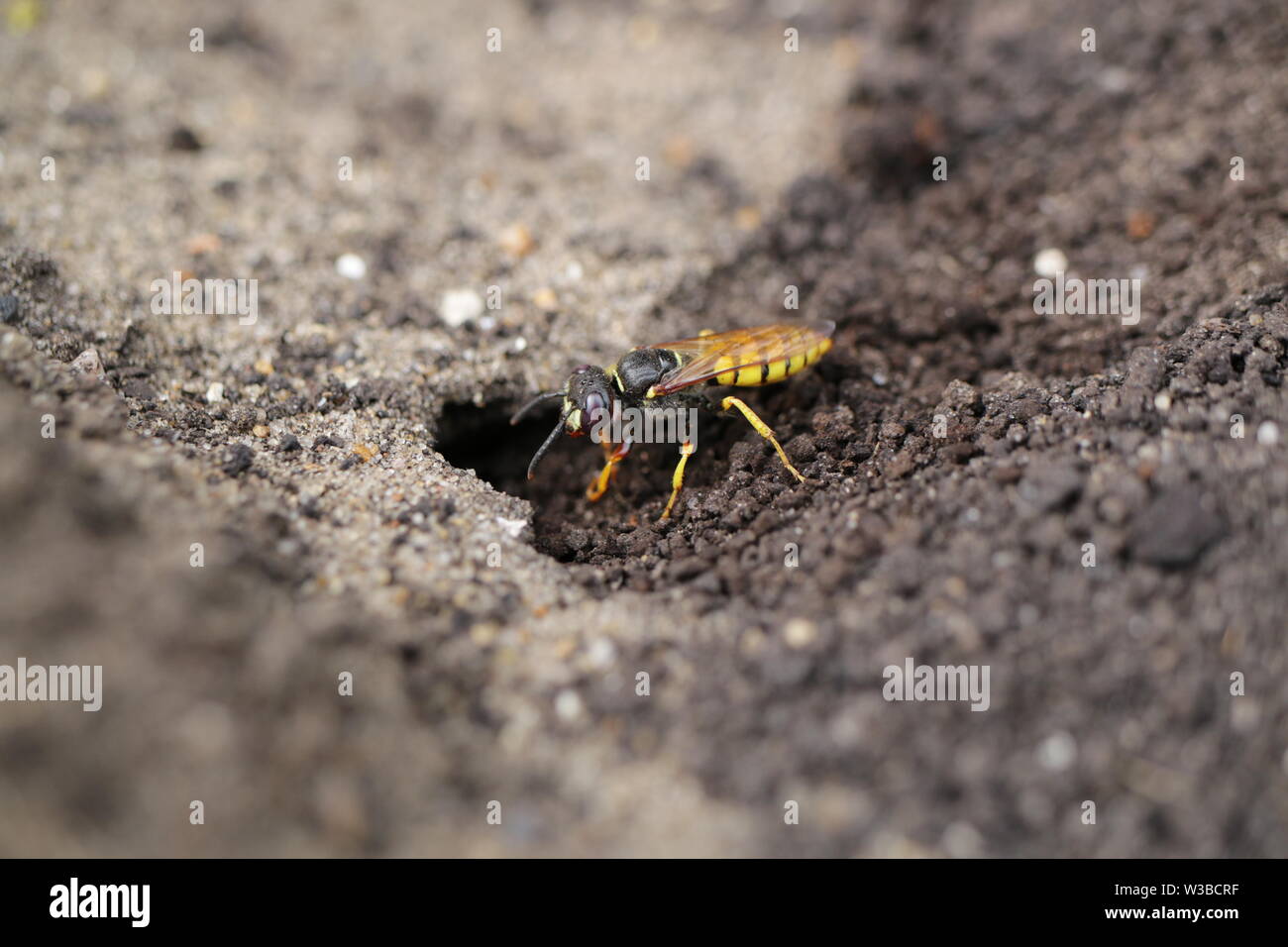 Beewolf, Philanthus triangulum, digging its burrow Stock Photo - Alamy