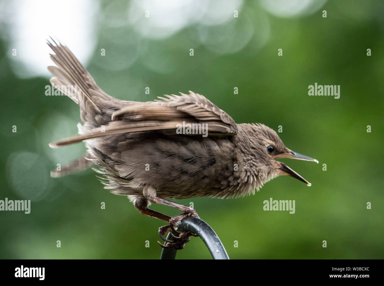 Bird poised for flight hi-res stock photography and images - Alamy