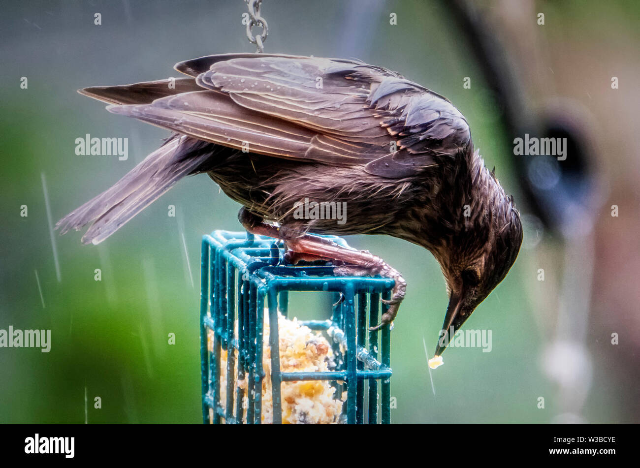 Nibbler hi-res stock photography and images - Alamy