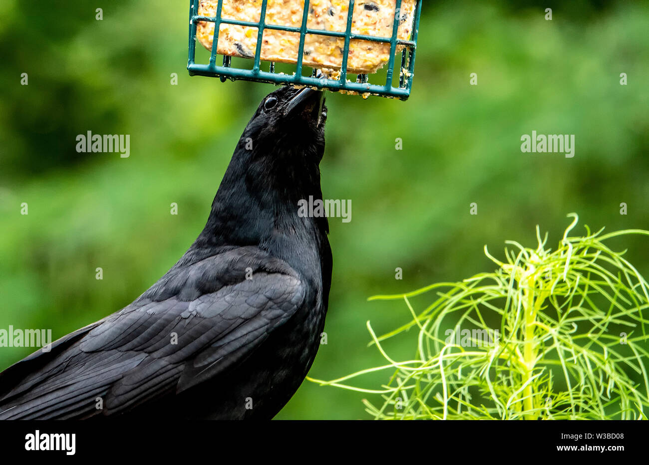 Raven food hi-res stock photography and images - Alamy