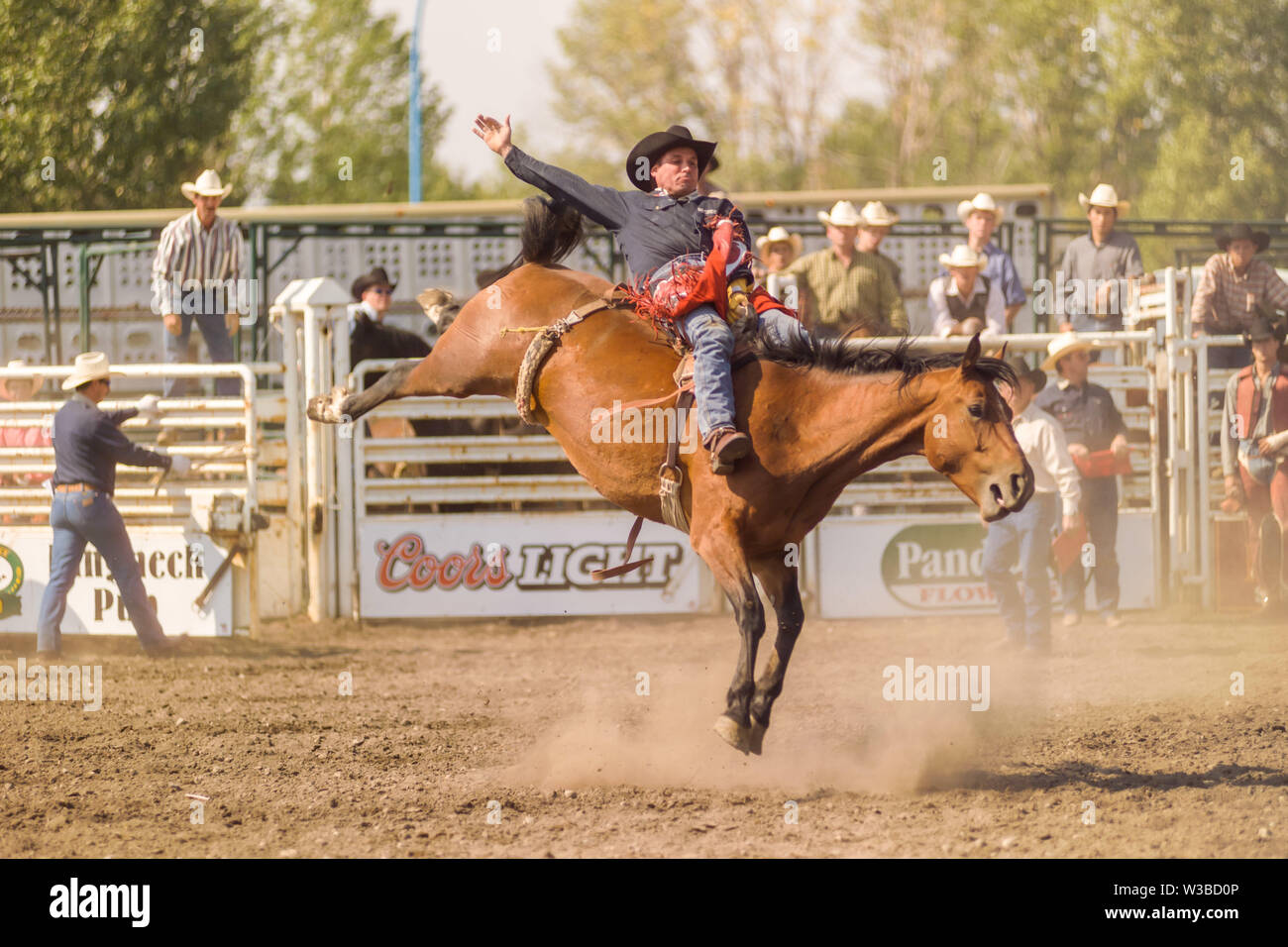 Rodeo alberta canada bull in hi-res stock photography and images - Alamy