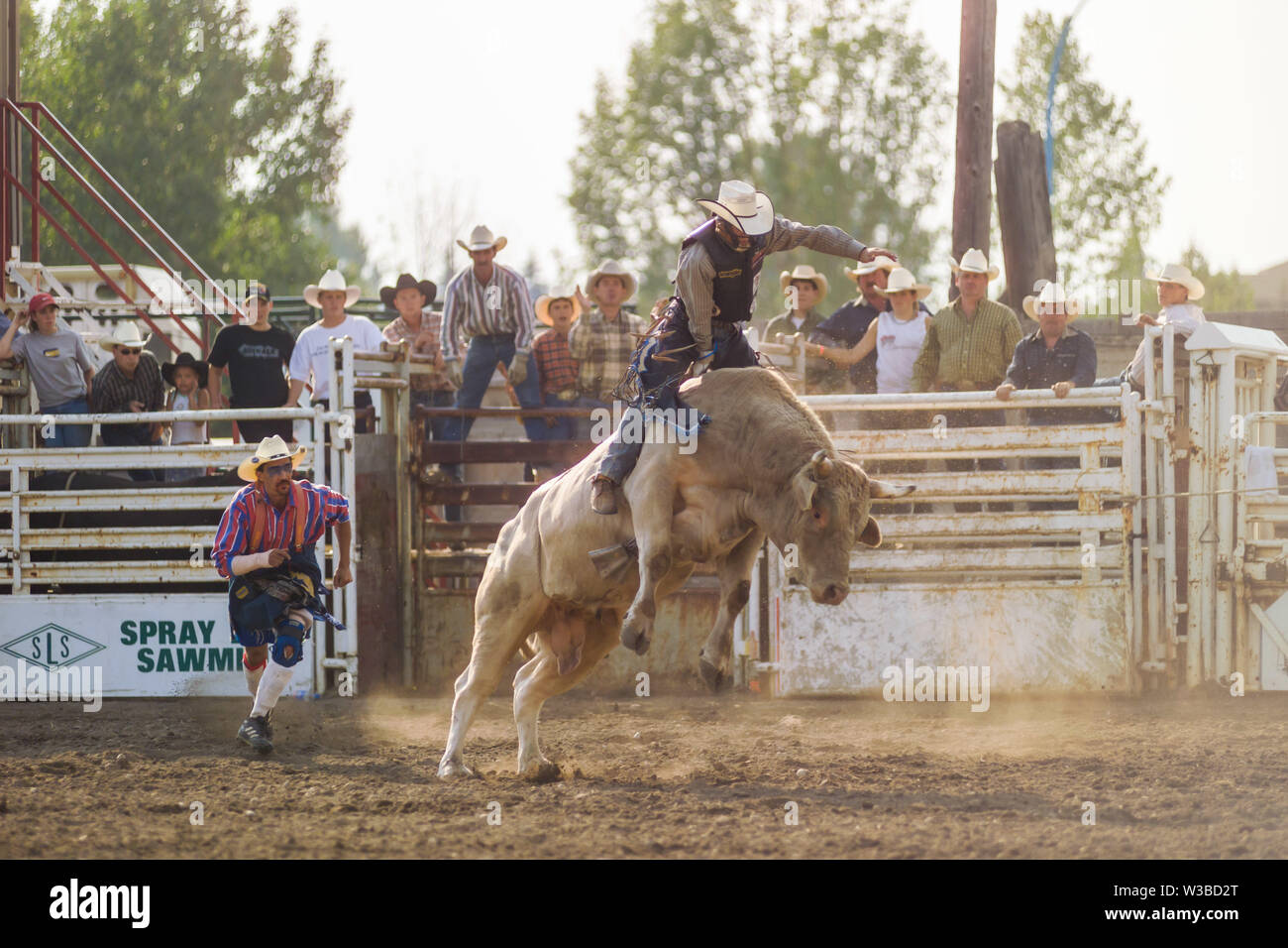 Rodeo alberta canada bull in hi-res stock photography and images - Alamy