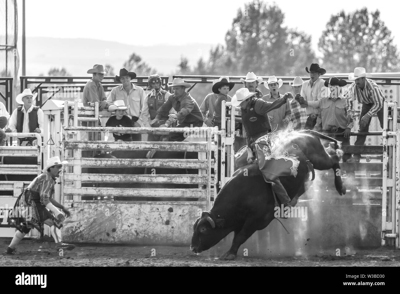 Cowboy riding bull in Black and White Stock Photos & Images - Alamy