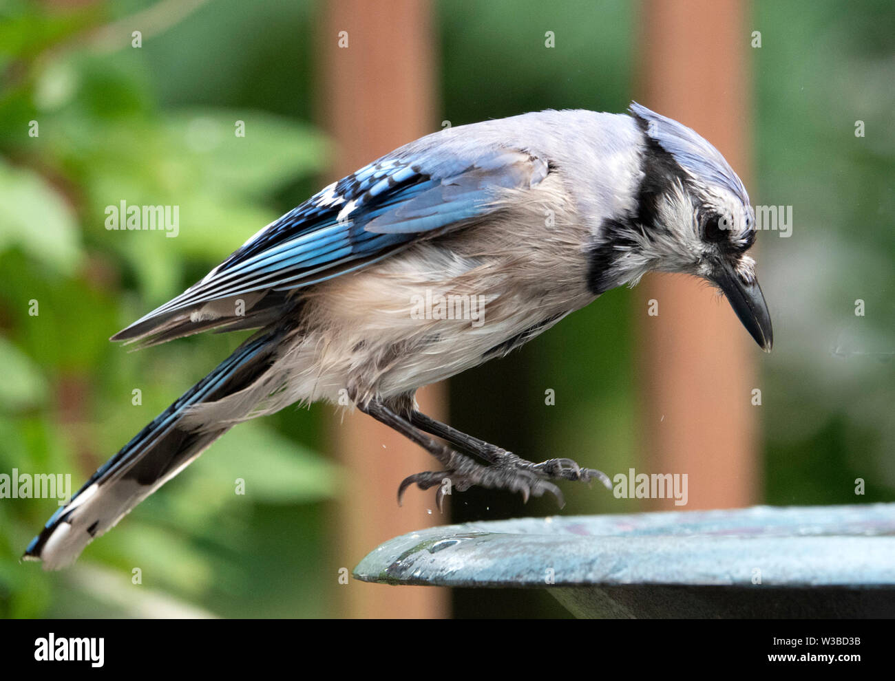 Hopping down hi-res stock photography and images - Alamy