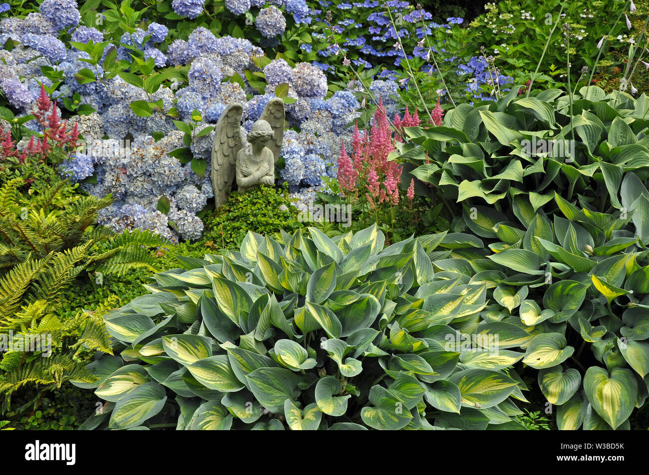 Angel fern hi-res stock photography and images - Alamy